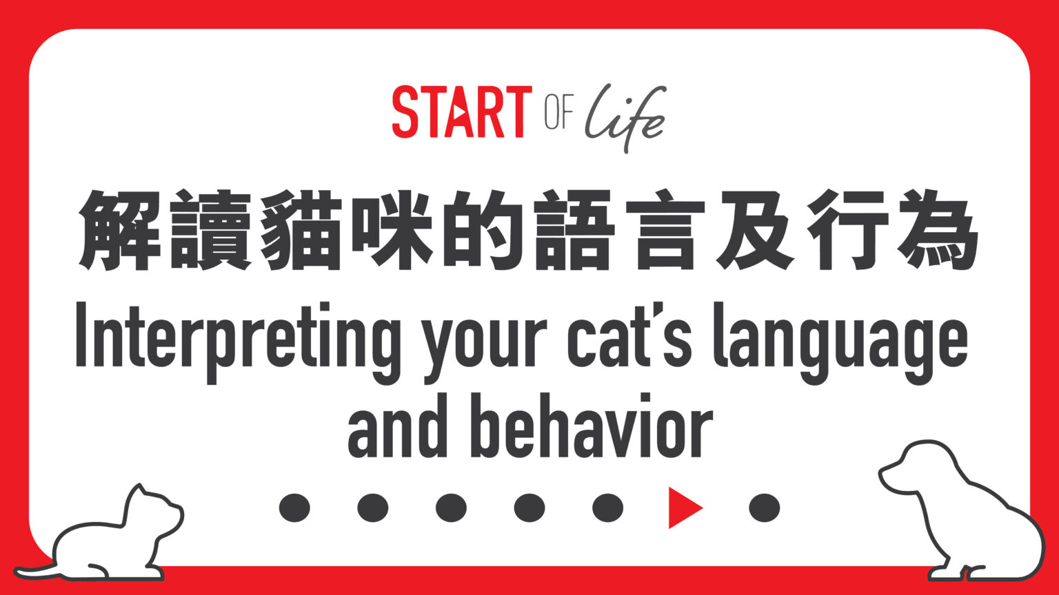 Interpreting Your Cat's Language and Behavior: A Guide to Cat Body Language